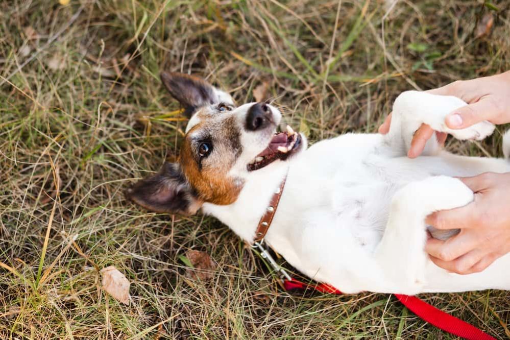 How to teach a Dog to Roll Over: 7 Steps to Learn Roll Over with Your Dog