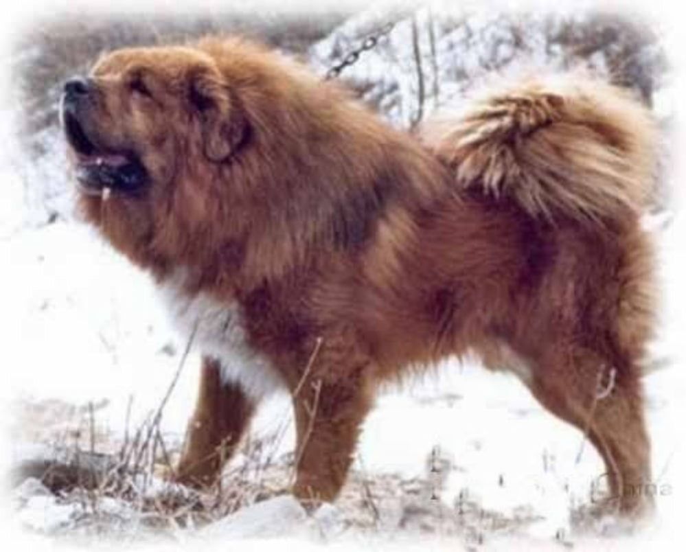 Chinese Dog Breeds: 18 Breeds Originated in China