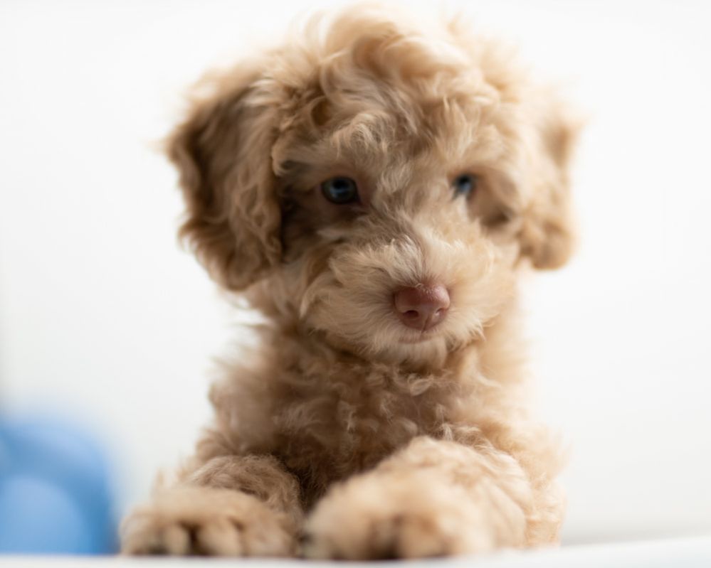 Pomapoo: Pomeranian Poodle Mix Breed Profile