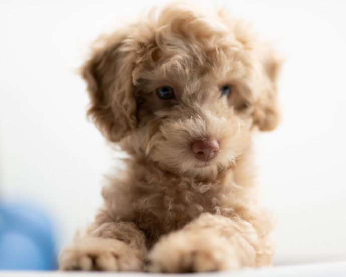 Pomapoo: Pomeranian Poodle Mix Breed Profile