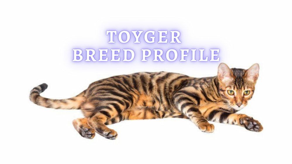 Toyger Cat: Tiger Cat Personality, Health, Price and Adoption