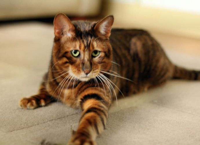 Orange Cat Breeds: TOP-17 Cat Breeds with Orange Coat Color