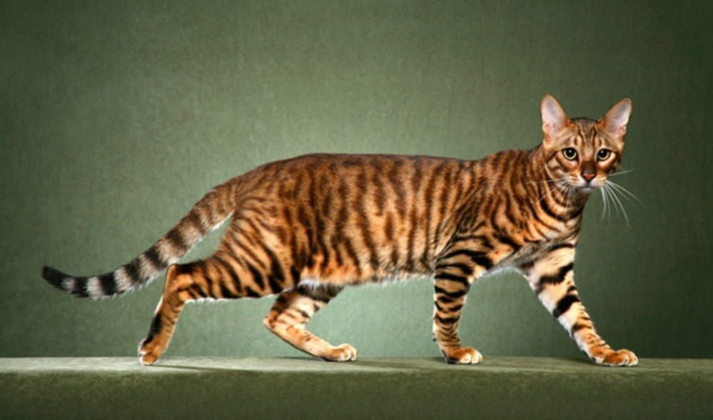 Toyger Cat: Tiger Cat Personality, Health, Price and Adoption