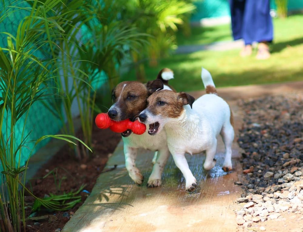 8 Ways To Improve Your Dog's Confidence