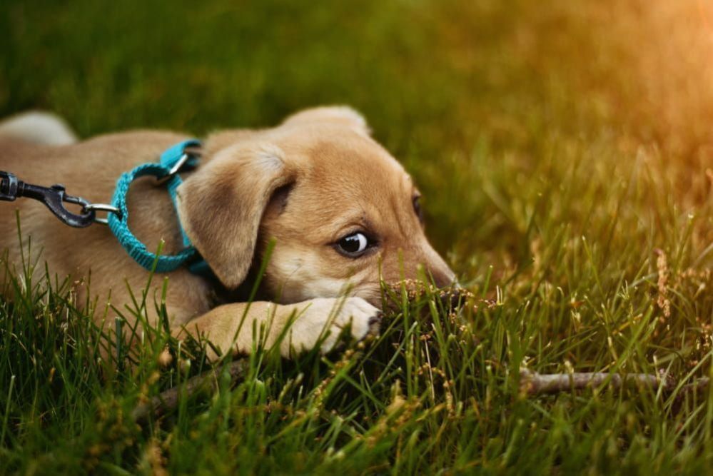 Puppy Growling: How to Deal With Aggreaggressive Puppy?