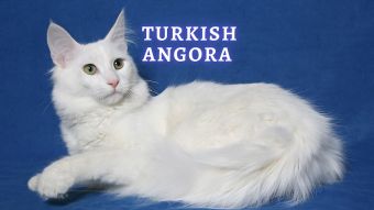 All About Turkish Angora Cats: Personality, Health and Care