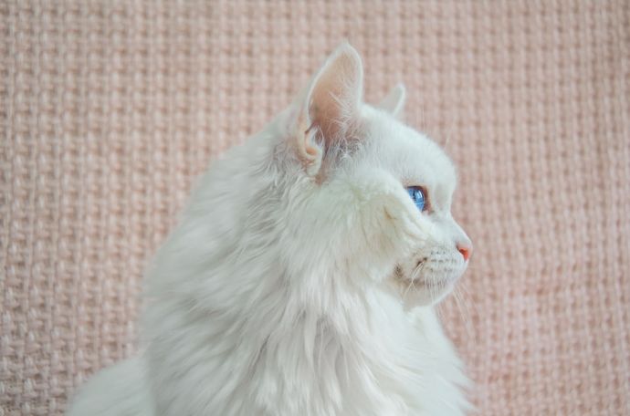All About Turkish Angora Cats: Personality, Health and Care