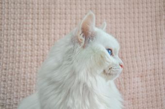 All About Turkish Angora Cats: Personality, Health and Care