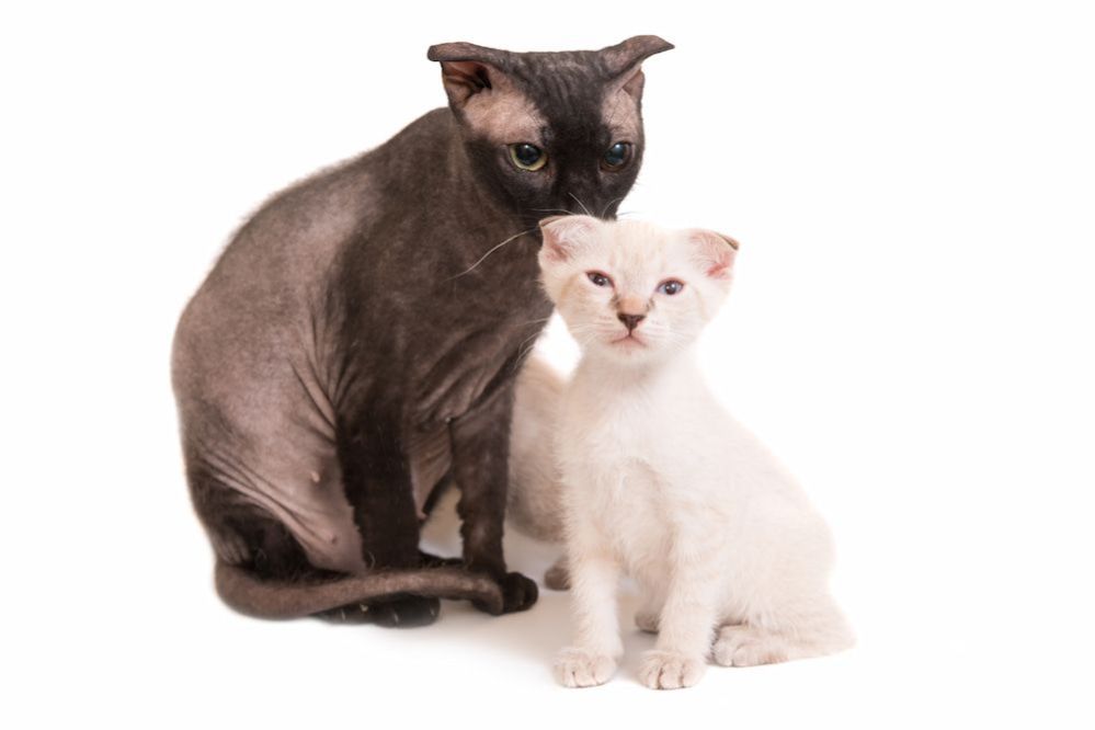 10 Hairless Cat Breeds to Fall in Love With