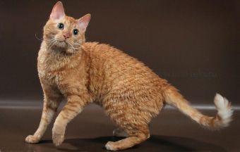 Orange Cat Breeds: TOP-17 Cat Breeds with Orange Coat Color