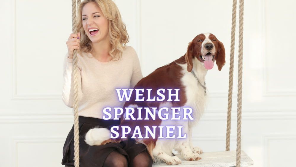 All About Welsh Springer Spaniels: Personality, Grooming and Adoption