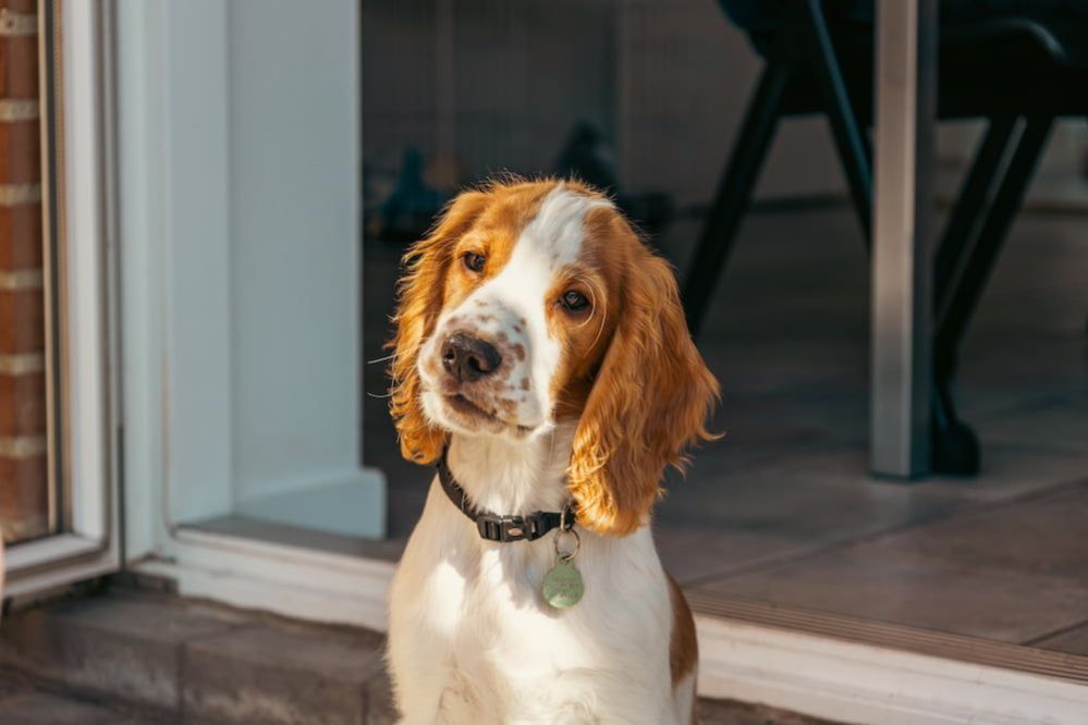 All About Welsh Springer Spaniels: Personality, Grooming and Adoption