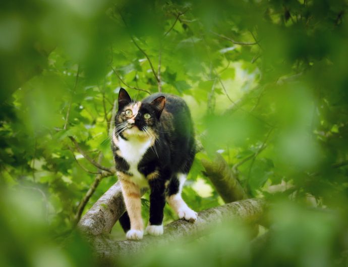Are Calico Cats Lucky? Calico Cats Facts - ThePets