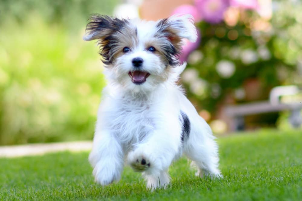 Morkie Dog Breed: Temperament, Lifespan, Price, Rescue, Size