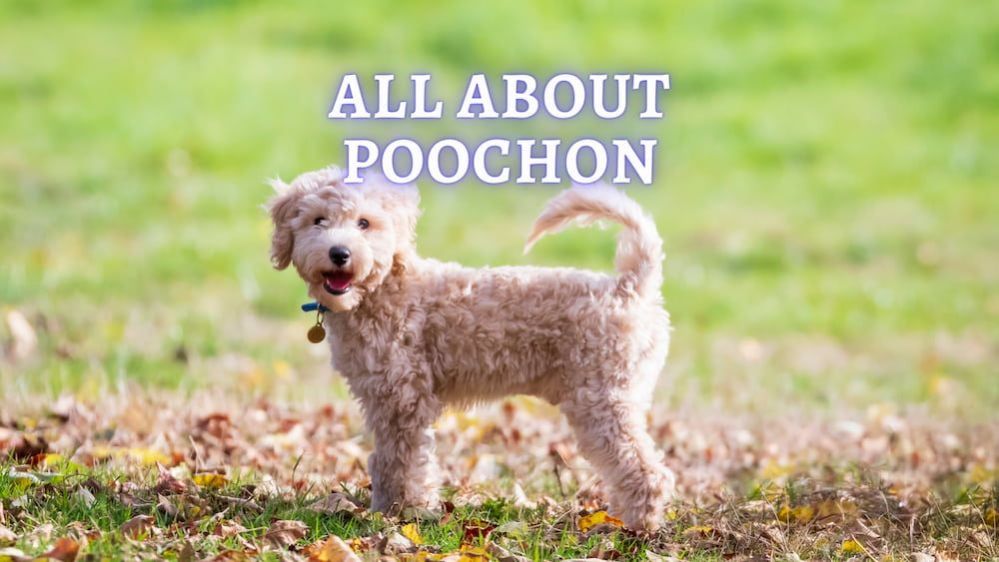 Poochon Mix Temperament Health and Care