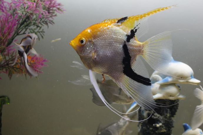 Tropical Fish Temperature Guide