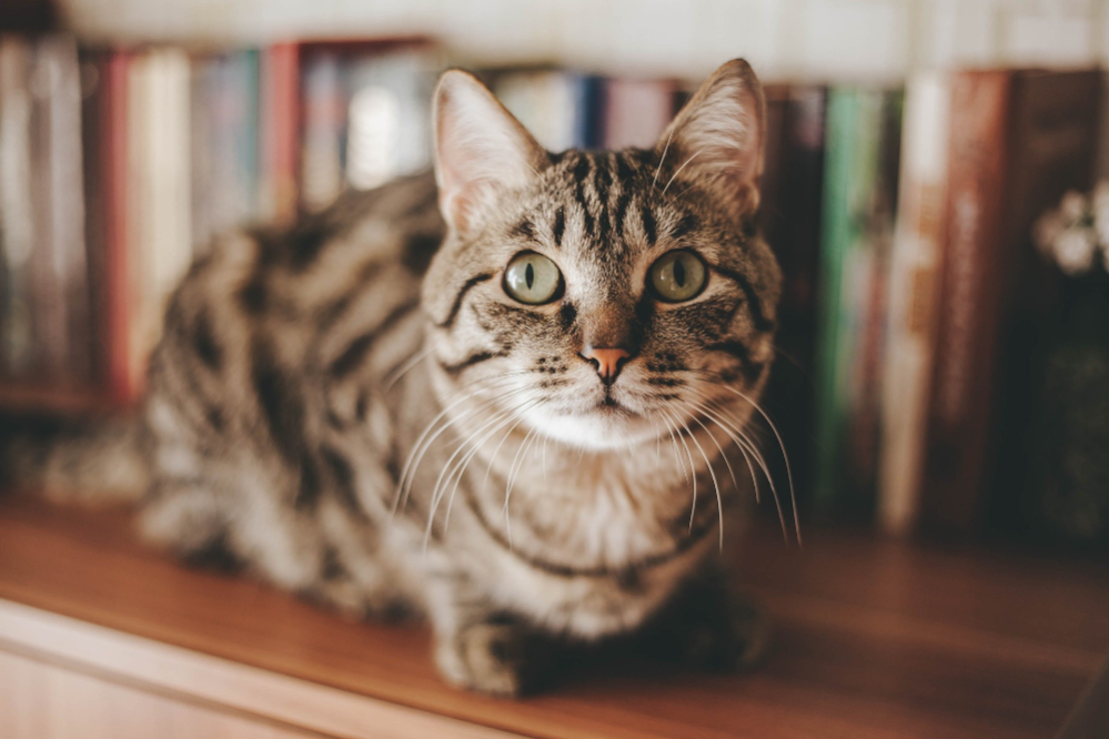 Signs of Aging in Cats: How to tell if your Cat is Getting Old