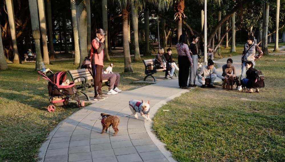 When Can Puppies Go Outside? Vet Advice