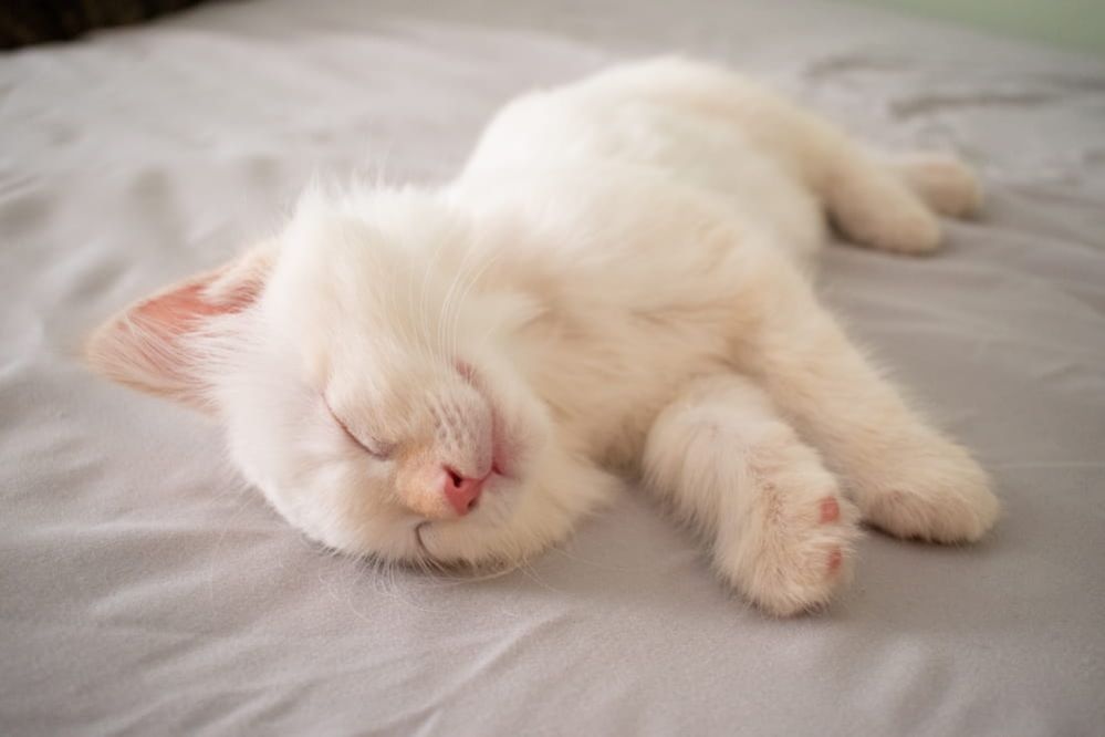 When Do Kittens Start Pooping? How Often Do Kittens Poop? When Do Kittens Start Pooping? How Often Do Kittens Poop?