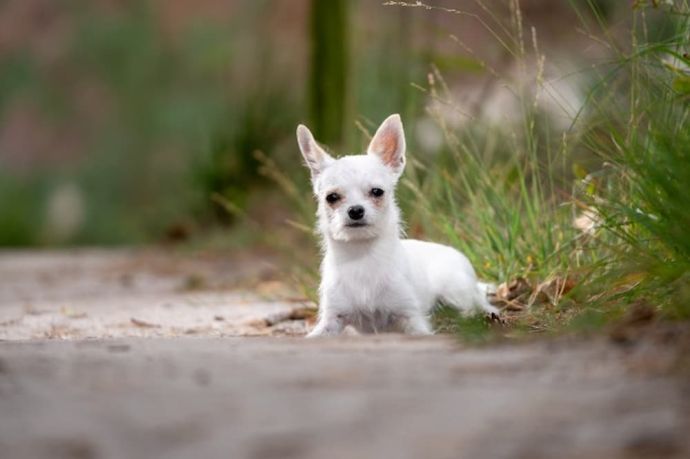 Small White Dog Breeds: 16 Cutest White Small Dog Breeds