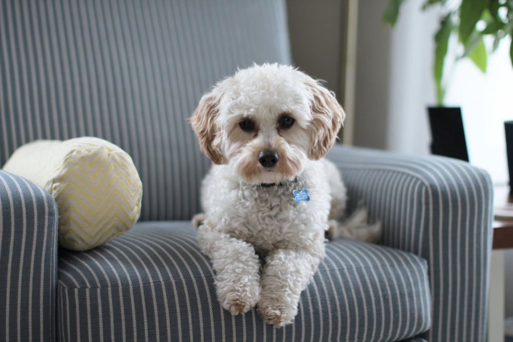 Cavapoo: All About Cavalier King Charles Spaniel and a Poodle Mix