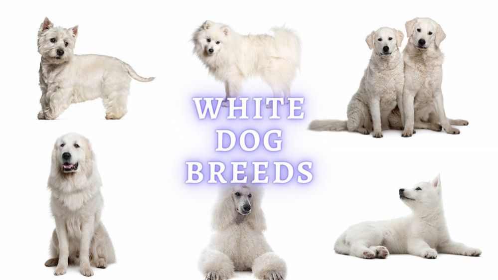 White Dog Breeds: 31 Dog Breeds With White Coat