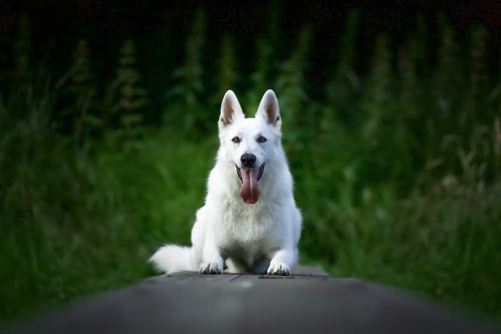 White Dog Breeds: 31 Dog Breeds With White Coat