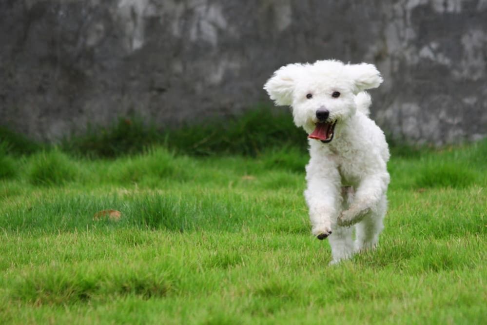 Small White Dog Breeds: 16 Cutest White Small Dog Breeds