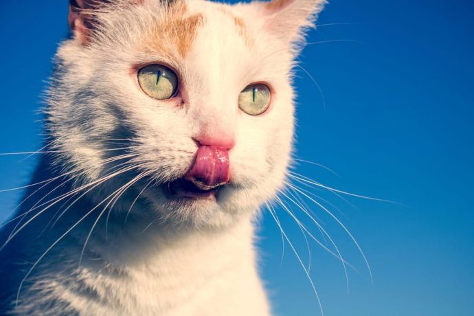 Cat Wet Nose: Is it a cat's wet nose, or a runny nose?