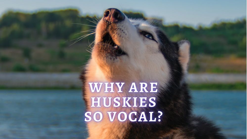 Why Are Huskies So Vocal? Reasons in their Breed and Beyond