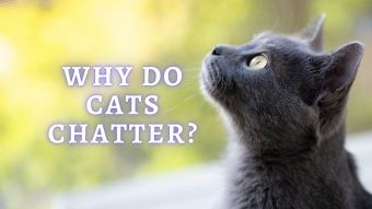 Cat Chattering: 4 Reasons Why Do Cats Chatter at Birds
