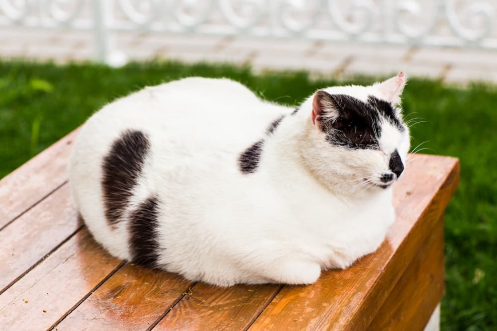 Why Is My Cat So Fat: How To Get My Cat To Lose Weight? (Vet Advice)