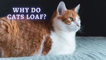 Why Do Cats Loaf: Why does Cat Sitting with legs Tucked Under?