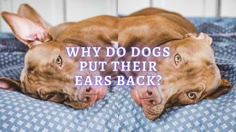9 Reasons Why Do Dogs Put Their Ears Back?