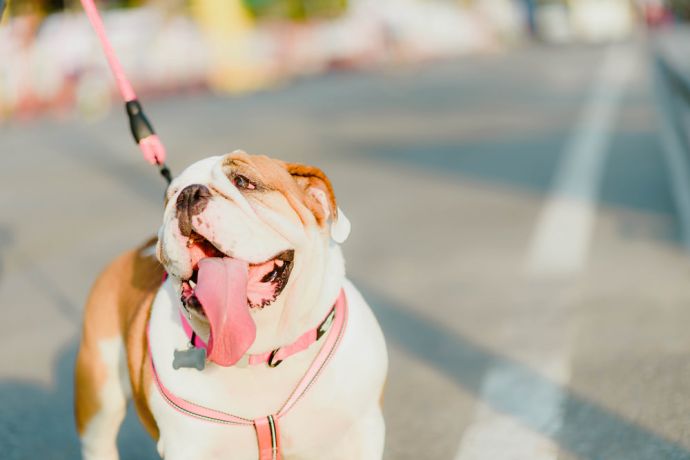 Bad Breath in Dogs: Causes and Treatments - ThePets