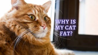Cat Hiccups: Is It Normal For Cats To Hiccup?