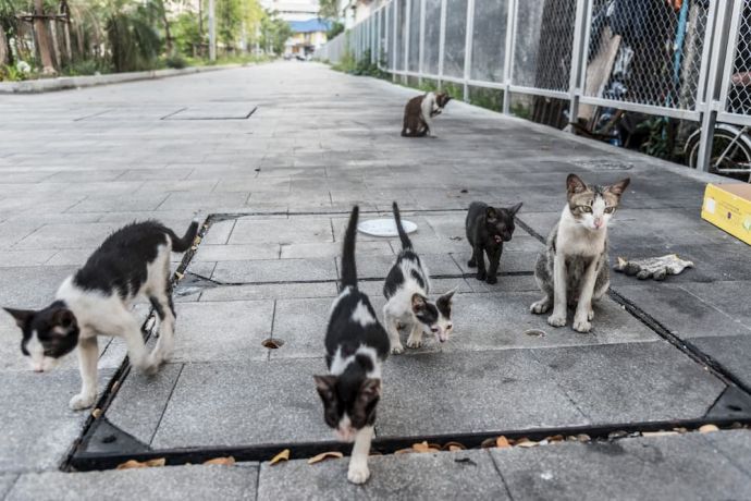 What to do if you Find a Stray Cat: Where do you take Stray Cats?