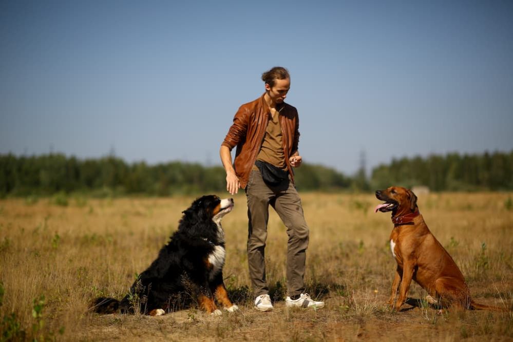 ᐉ Having Two Dogs: Reasons Why Two Dogs better than one