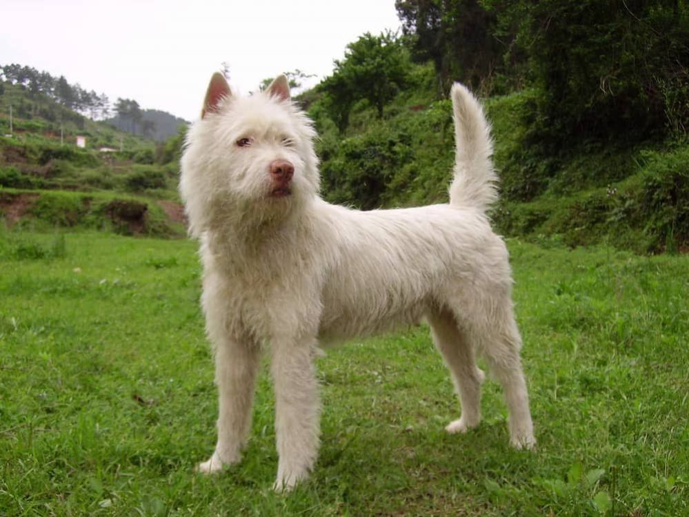 Chinese Dog Breeds: 18 Breeds Originated in China