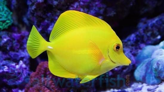 Saltwater Fish for Beginners: 15 Best Starter Fish for Saltwater Aquarium