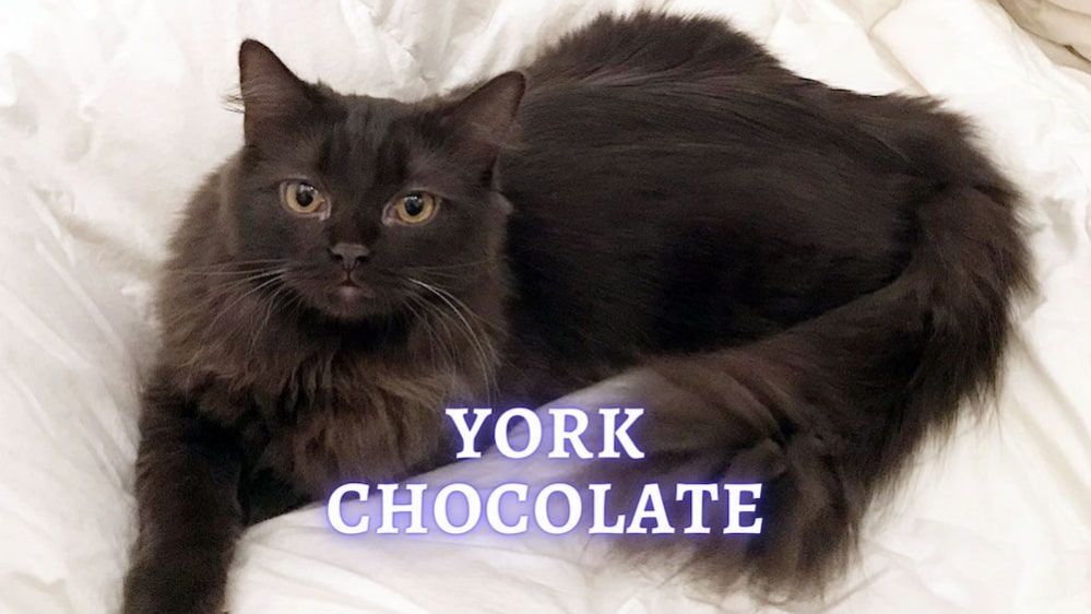 York Chocolate Cat: Personality, Size, Lifespan, Price and Adoption