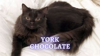 York Chocolate Cat: Personality, Size, Lifespan, Price and Adoption