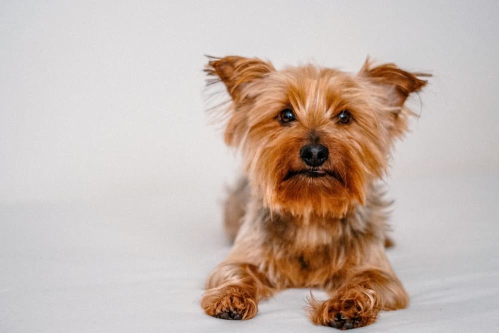 Morkie Dog Breed: Temperament, Lifespan, Price, Rescue, Size