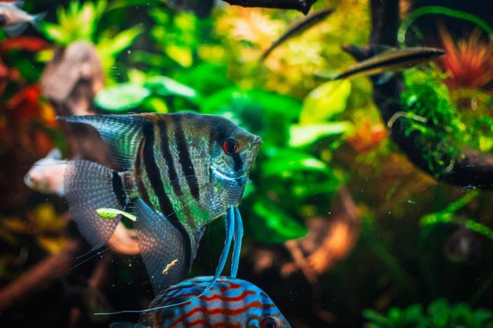 Types Of Angelfish: Angelfish Types You Should Know About - ThePets
