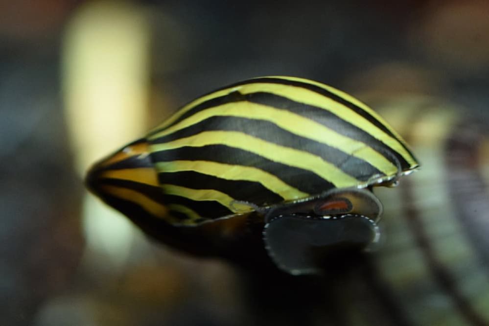 ᐉ Betta Fish Tank Mates: What best 10 fish can Bettas live with