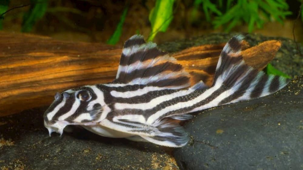 ᐉ Exotic Freshwater Fish: Types of Most Exotic Freshwater Aquarium Fish